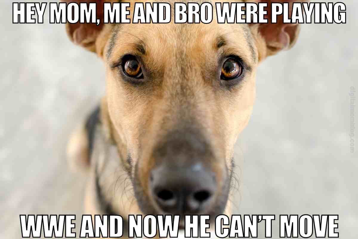 50 Hilarious Sibling Memes: From Fights To Fun!