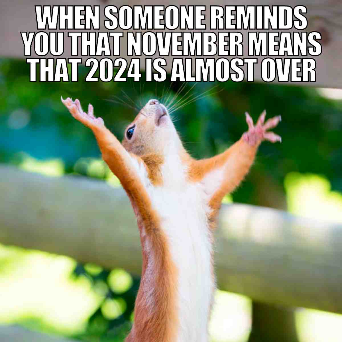 November Memes 2024: Thanksgiving, Sweaters, And Laughs