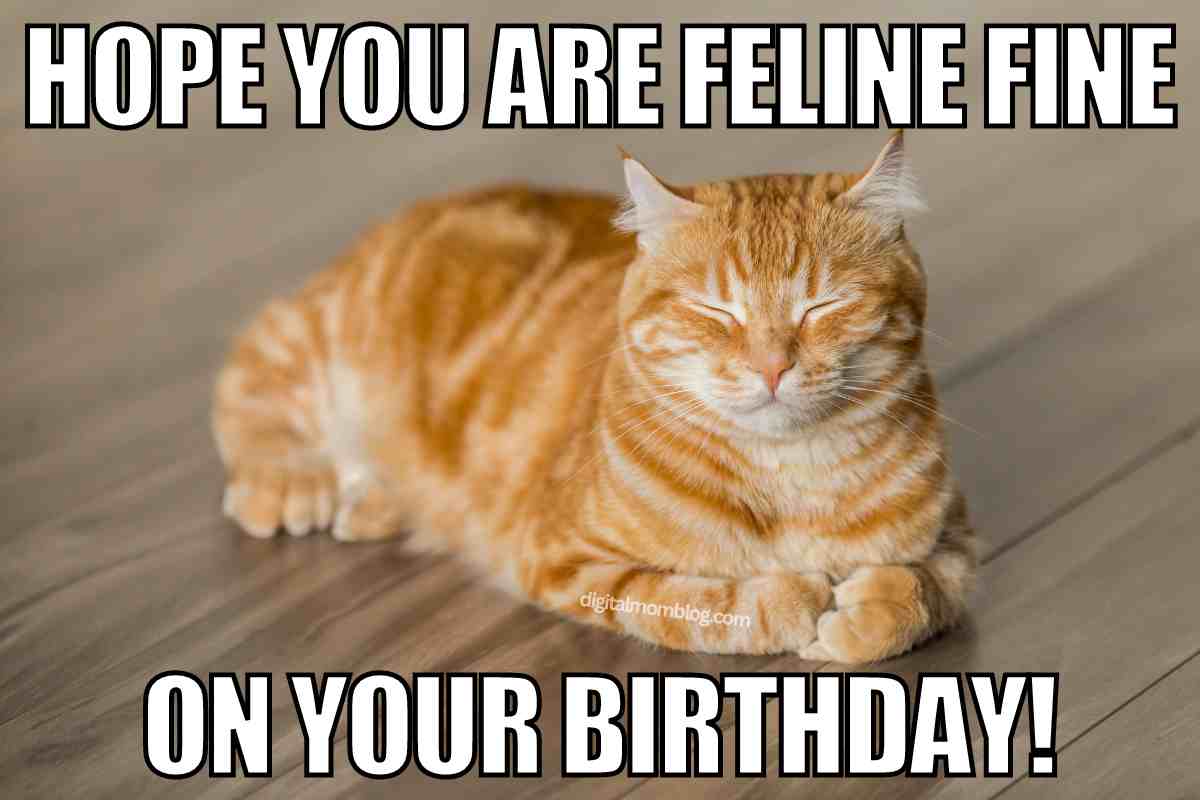 10 Cat Birthday Memes That Are Purrfectly Hilarious