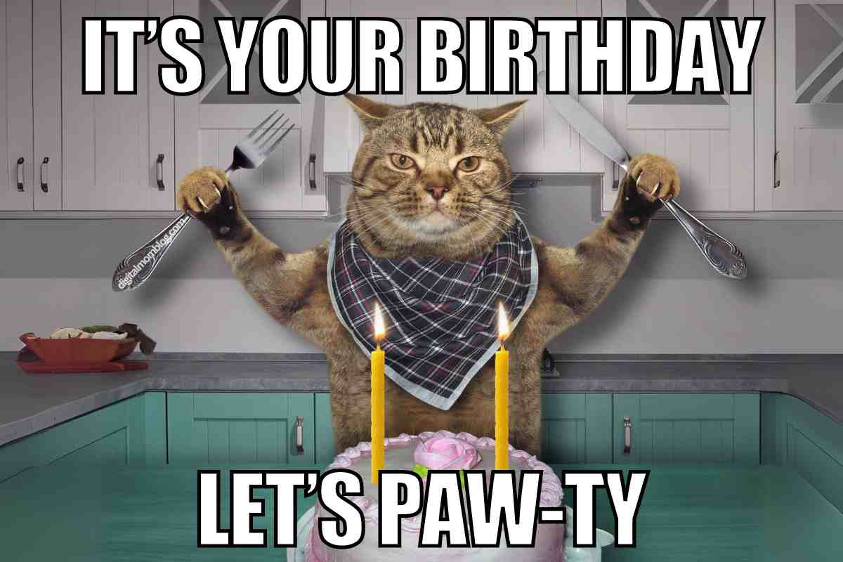 10 Cat Birthday Memes That Are Purrfectly Hilarious