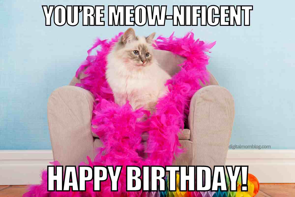 10 Cat Birthday Memes That Are Purrfectly Hilarious