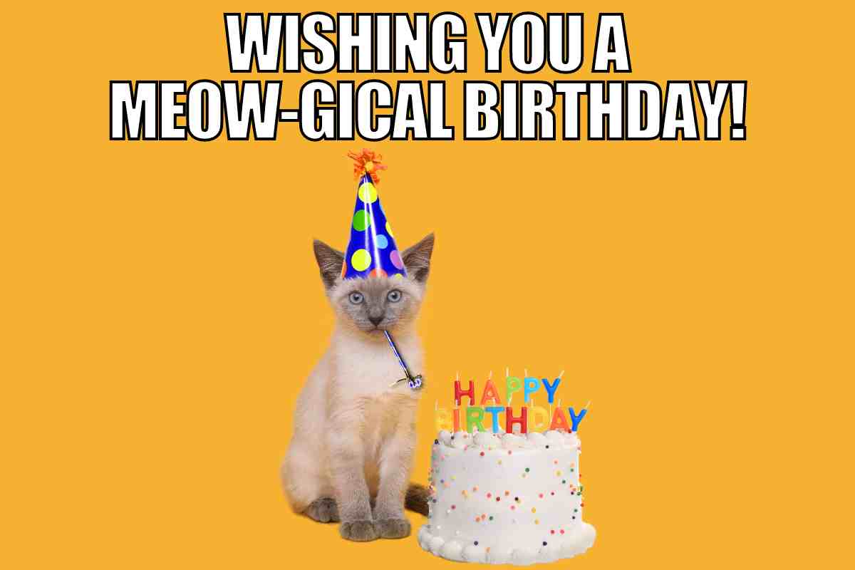 10 Cat Birthday Memes That Are Purrfectly Hilarious