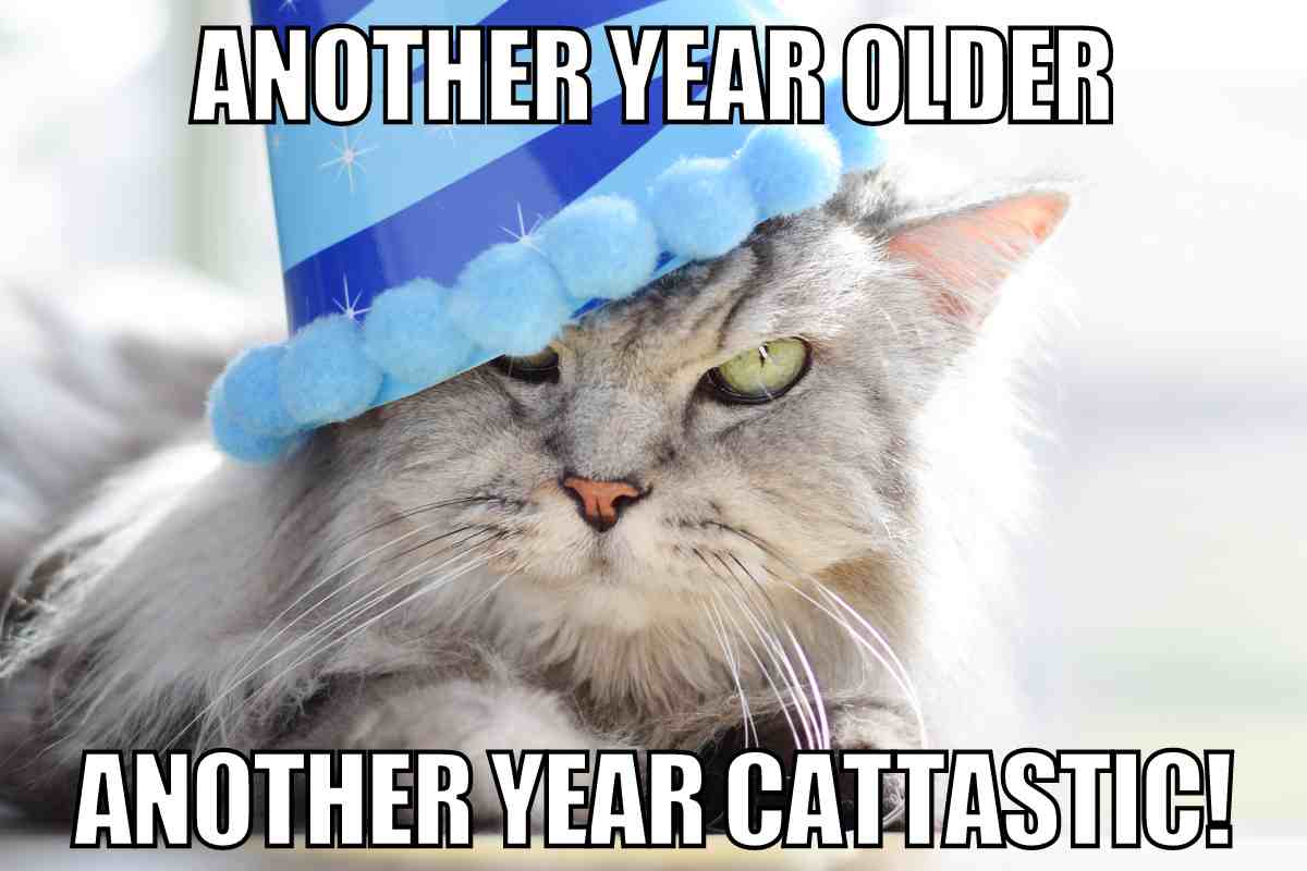 10 Cat Birthday Memes That Are Purrfectly Hilarious