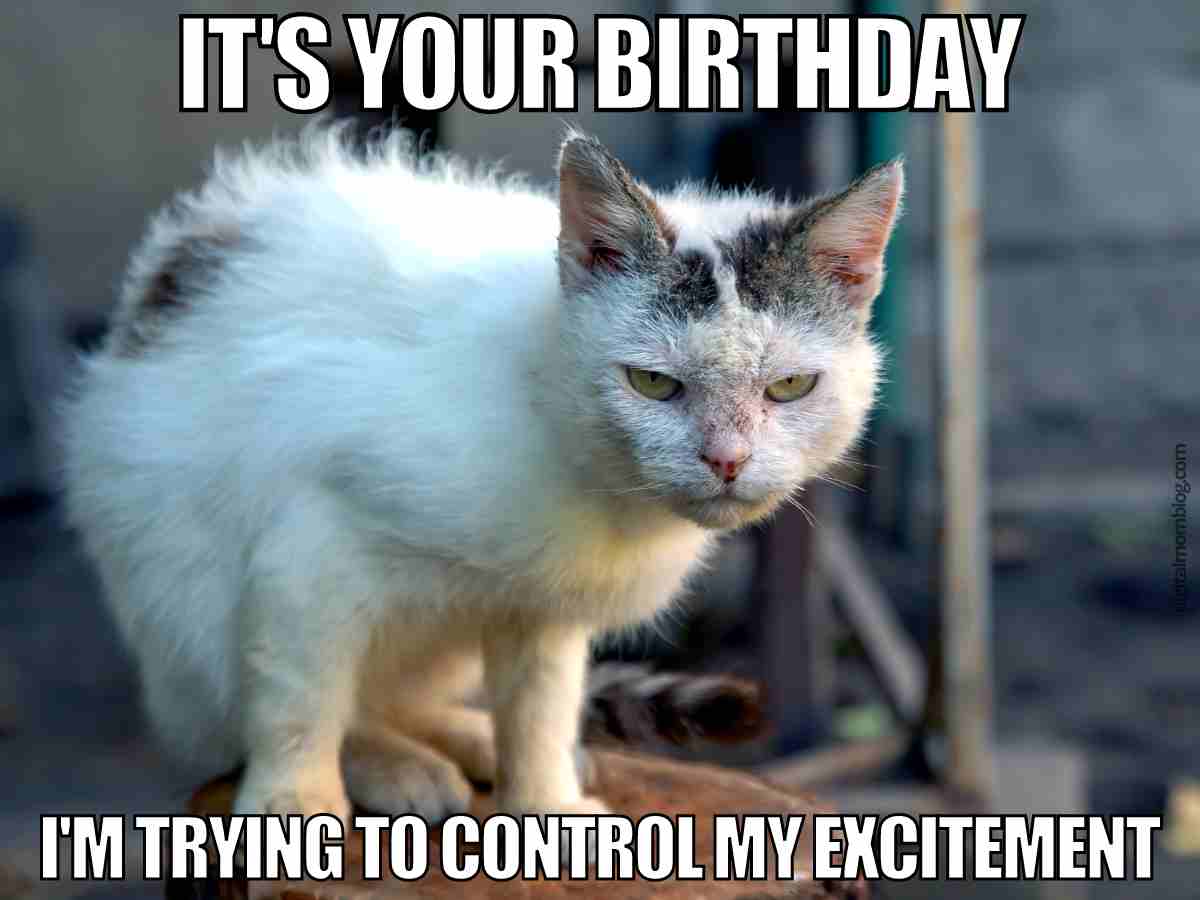 10 Cat Birthday Memes That Are Purrfectly Hilarious