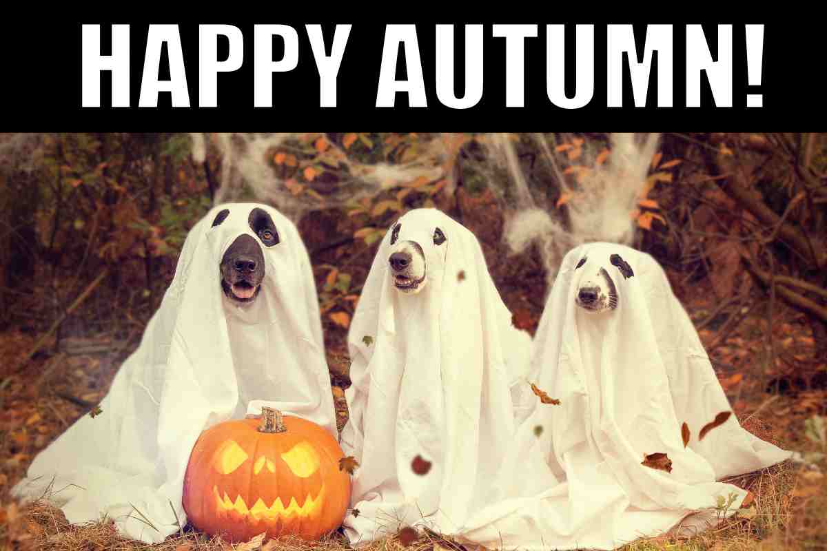 30 Hilarious Autumn Memes To Get You In The Fall Spirit