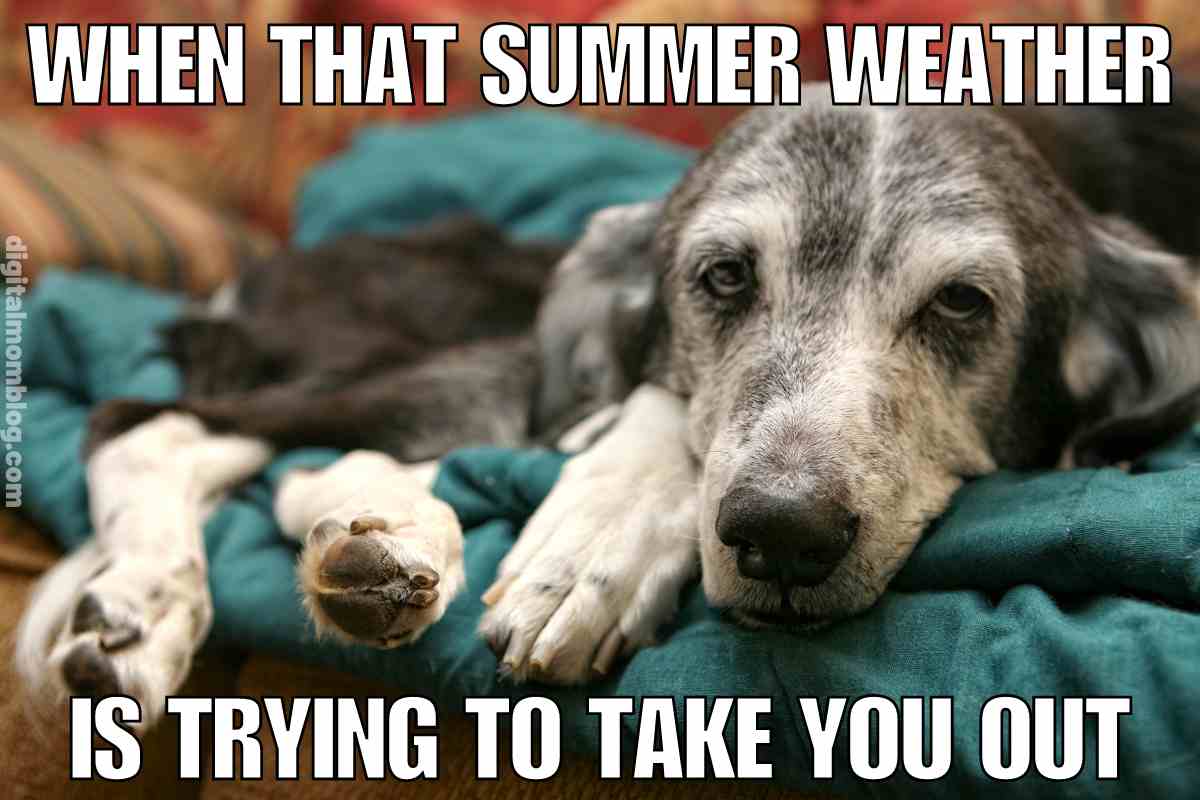 35 Sizzling Hot Weather Memes For Beating The Summer Heat
