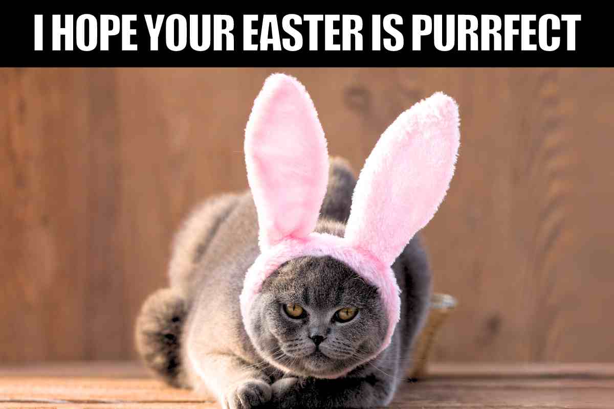 15 Easter Bunny Memes That Will Make Your Holiday Egg-stra Hilarious