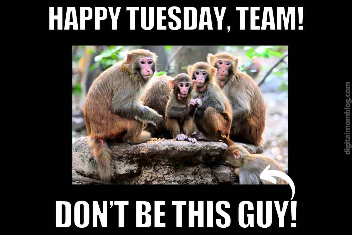 20 Hilarious Tuesday Work Memes That Hit Just Right