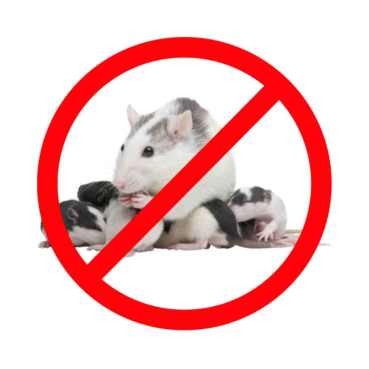 How To Get Rid Of Rats And Mice - 15 Easy Rodent Solutions