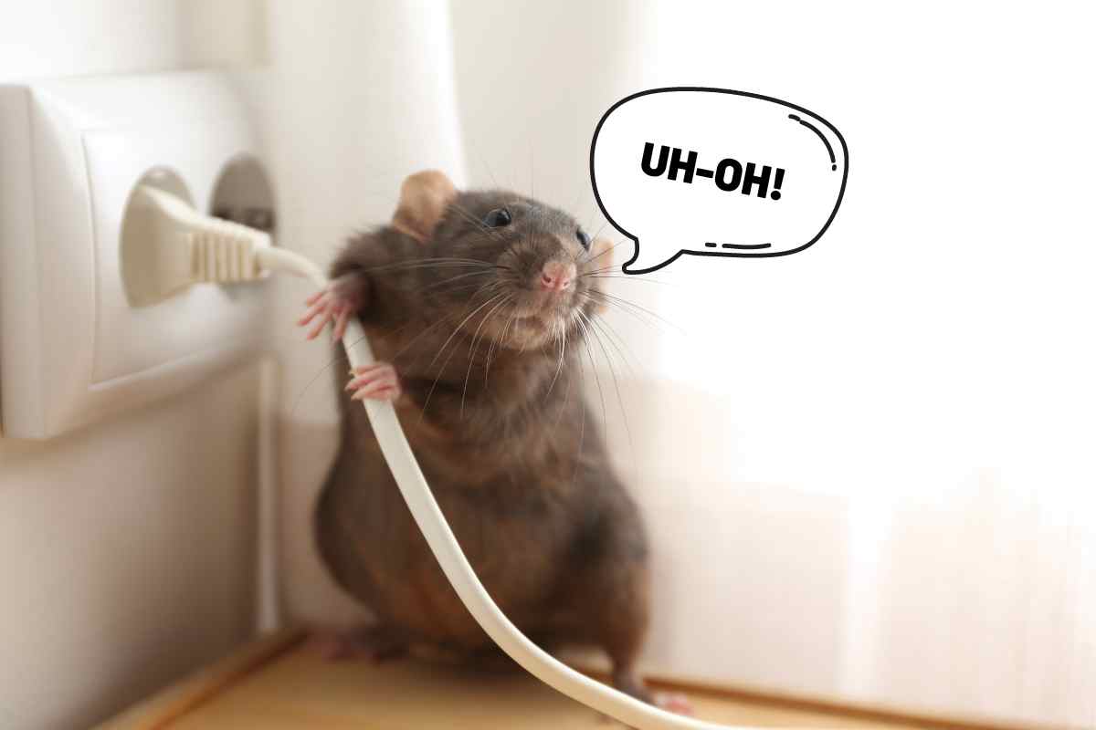 How To Get Rid Of Rats And Mice - 15 Easy Rodent Solutions