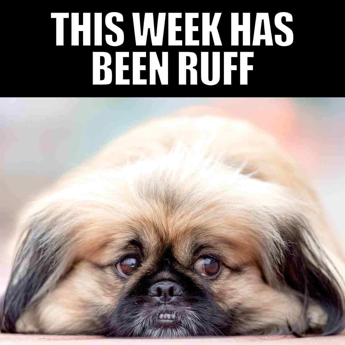 75 Funny Friday Memes That Will Have You Saying TGIF!