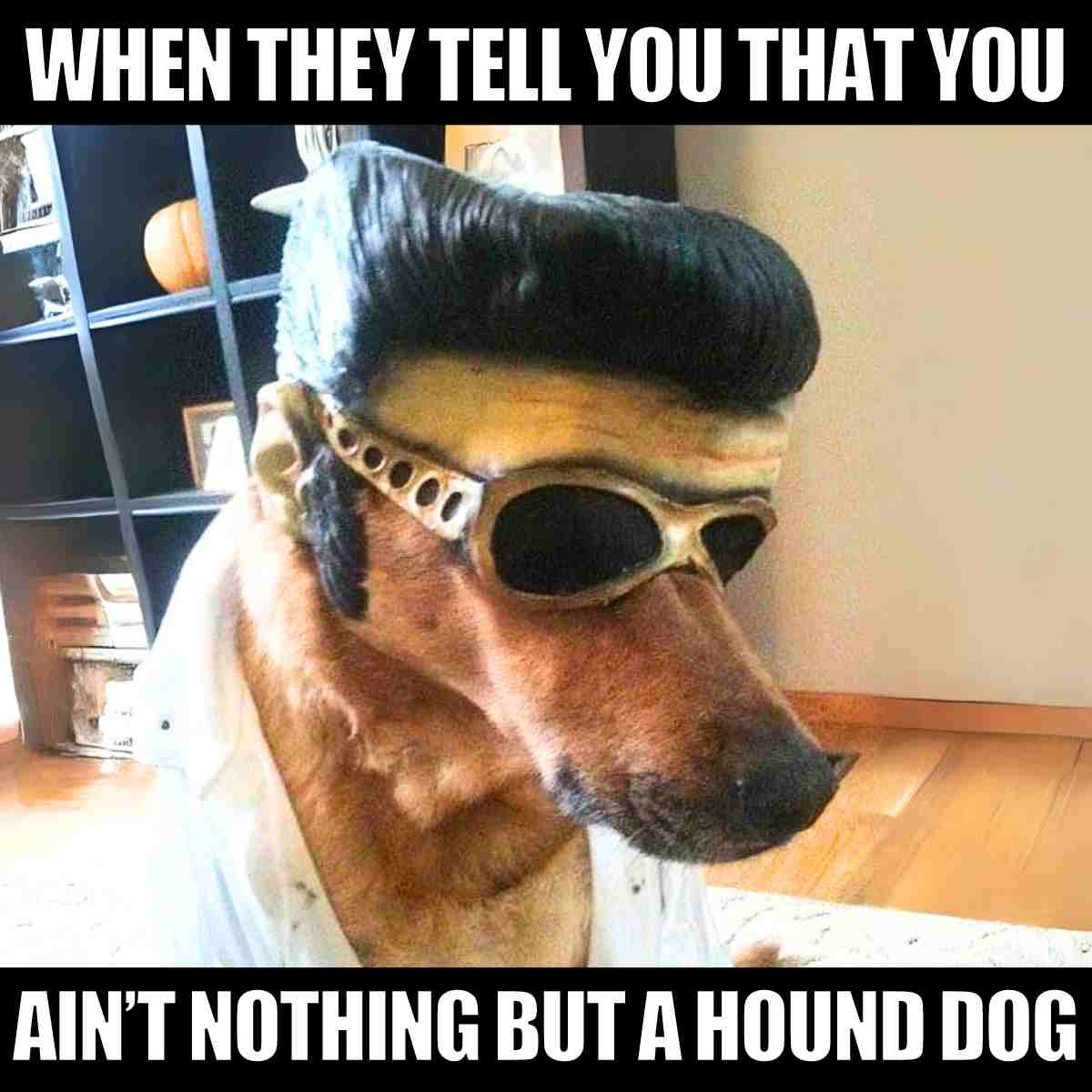 20 Amazing Elvis Memes That Will Have You All Shook Up