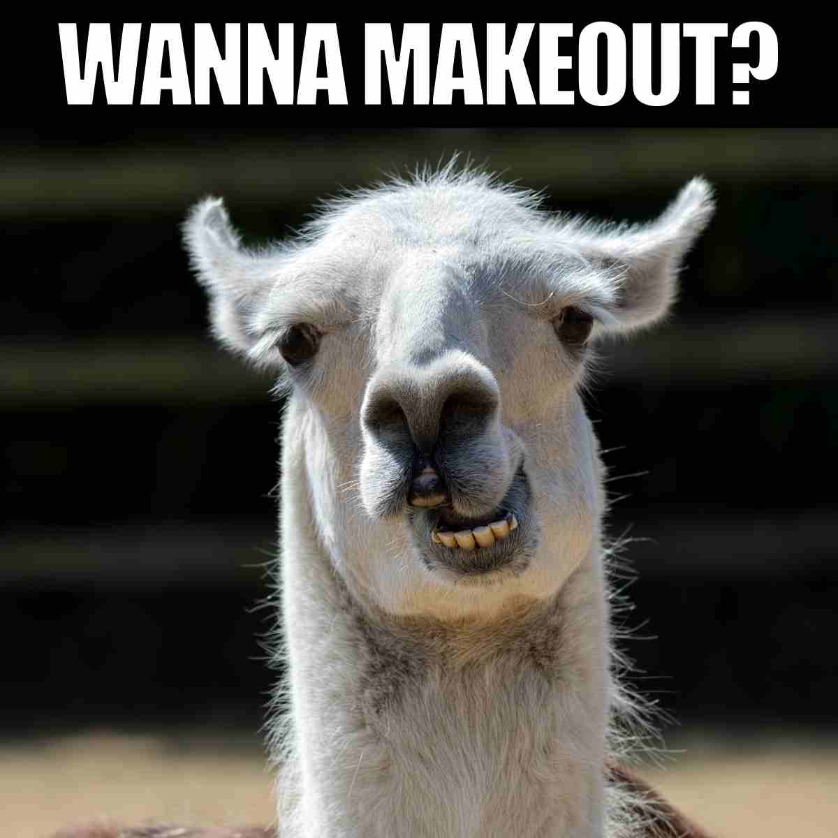 30 Kissing Memes That Perfectly Define Relationship Goals