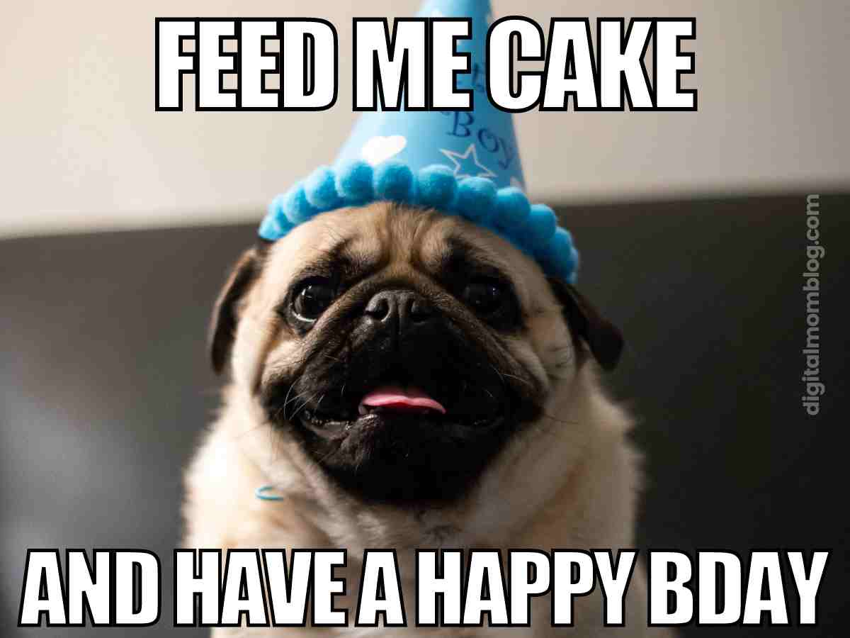 15 Hilarious Happy Birthday Dog Memes: Paws For Celebration