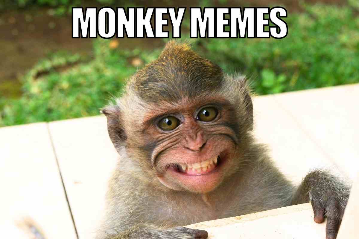 20 Hilarious Monkey Memes To Instantly Brighten Your Day