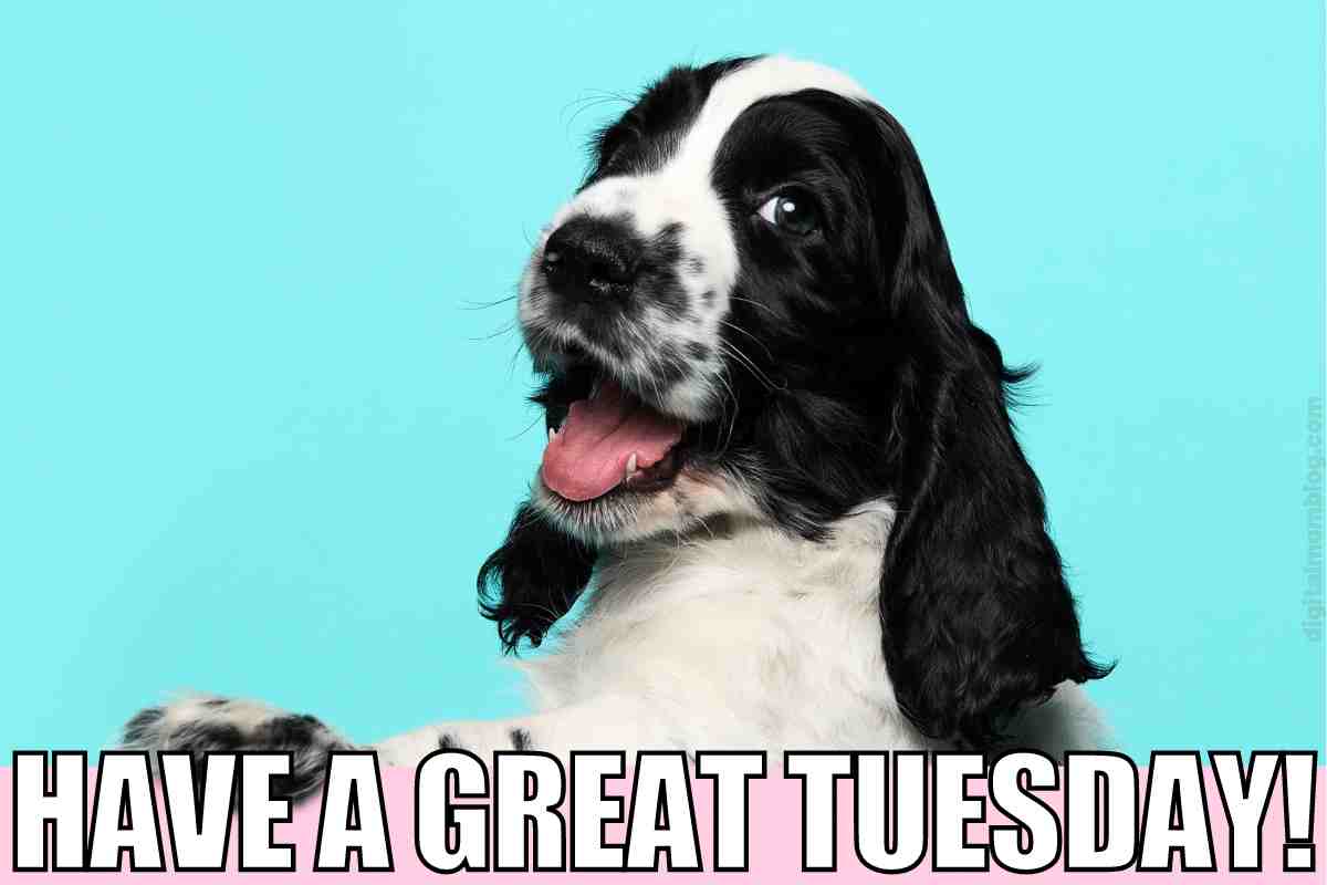 25 Best Tuesday Memes And Images To Brighten Your Week