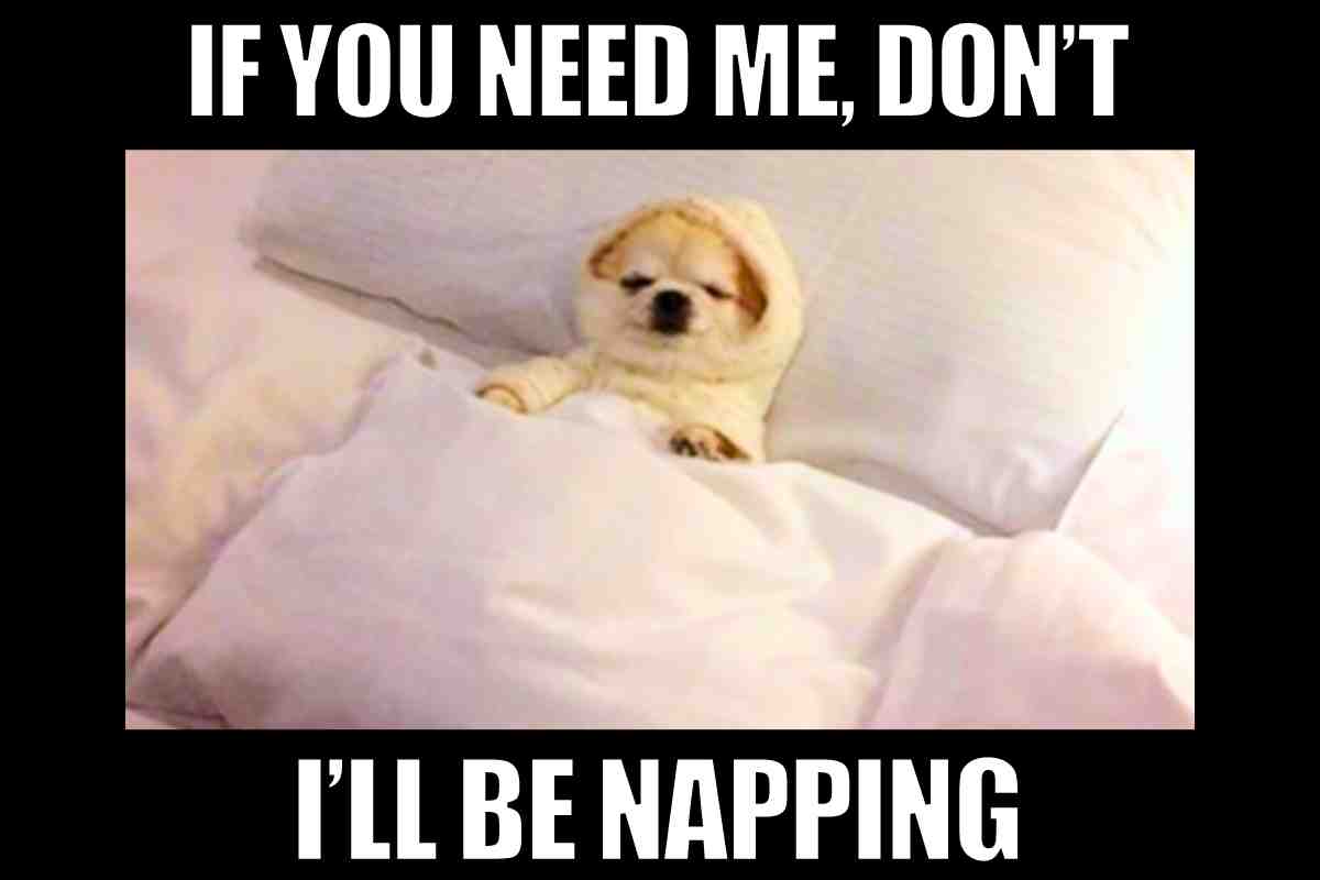 40 Best Nap Memes About Those Mid Day Sleeps