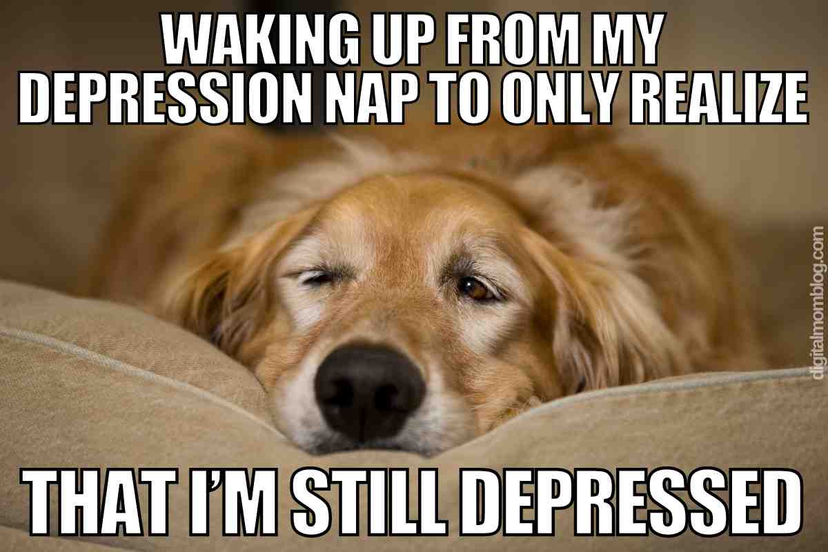 40 Best Nap Memes About Those Mid Day Sleeps