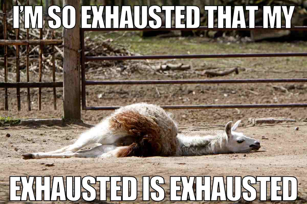 30+ Hilarious Tired Memes For The Sleep-Deprived