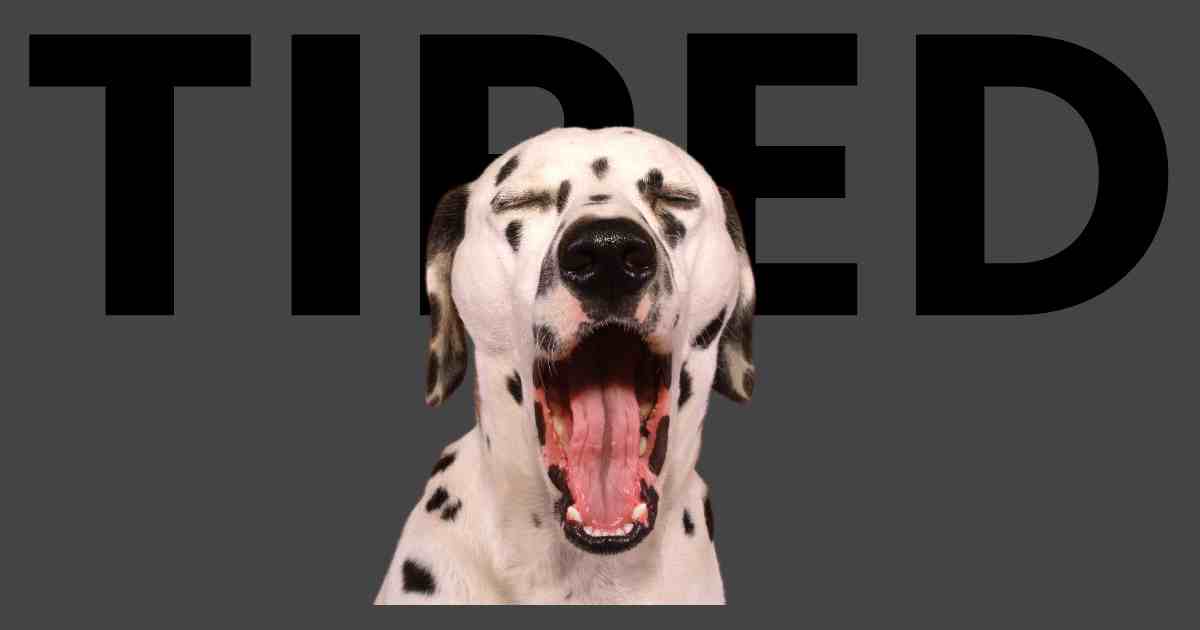 30+ Hilarious Tired Memes For The Sleep-Deprived