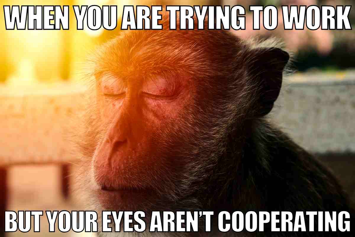 30+ Hilarious Tired Memes For The Sleep-Deprived