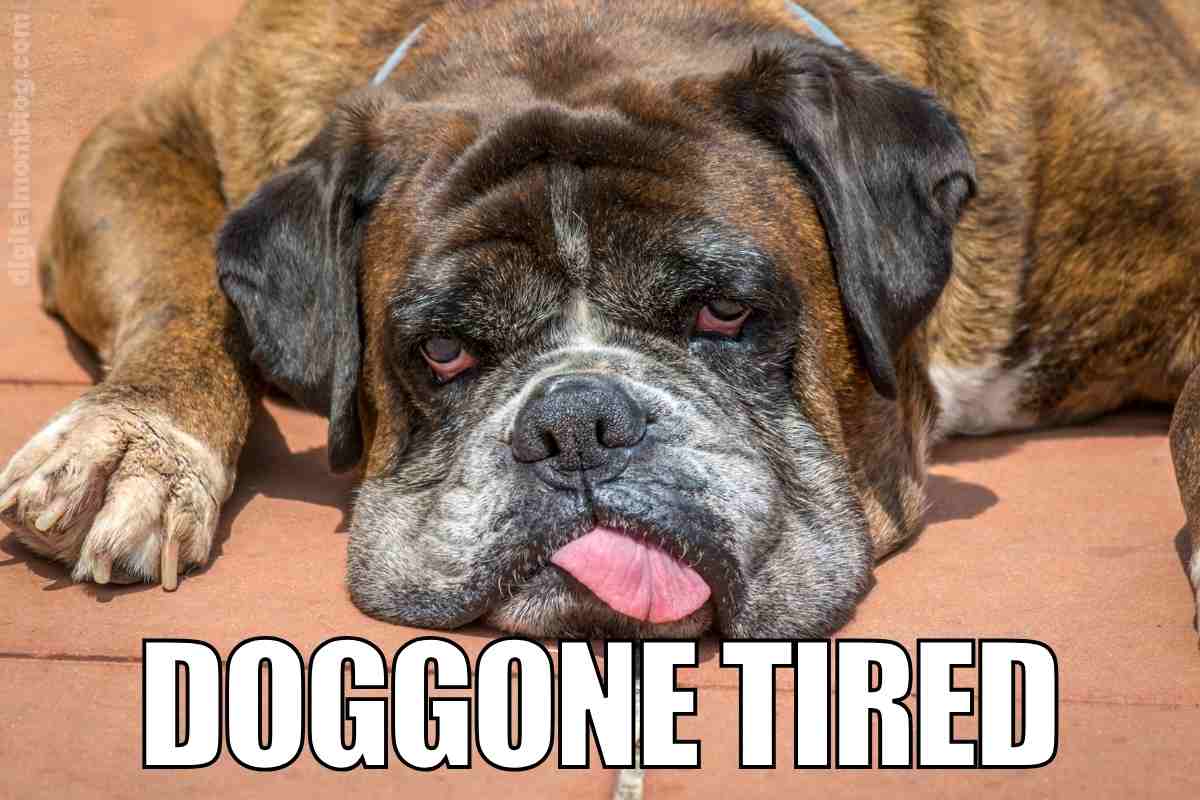 30+ Hilarious Tired Memes For The Sleep-Deprived