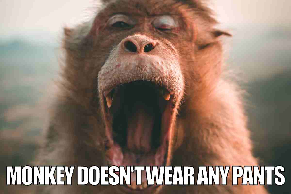 20 Hilarious Monkey Memes To Instantly Brighten Your Day