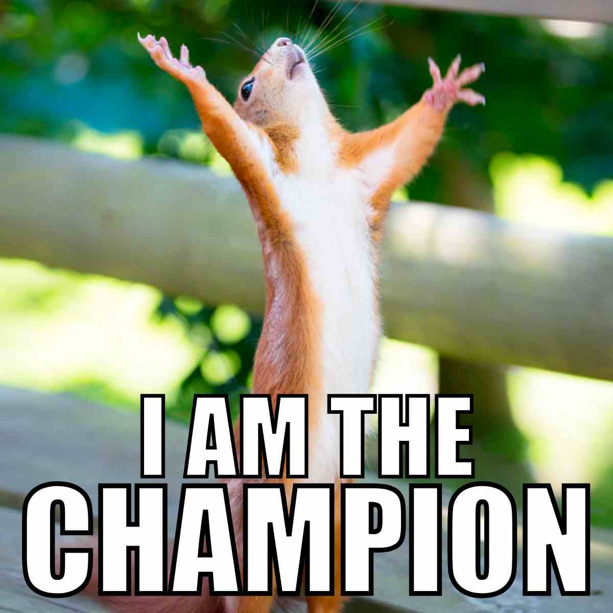 Funny Football Memes For Game Day Laughs