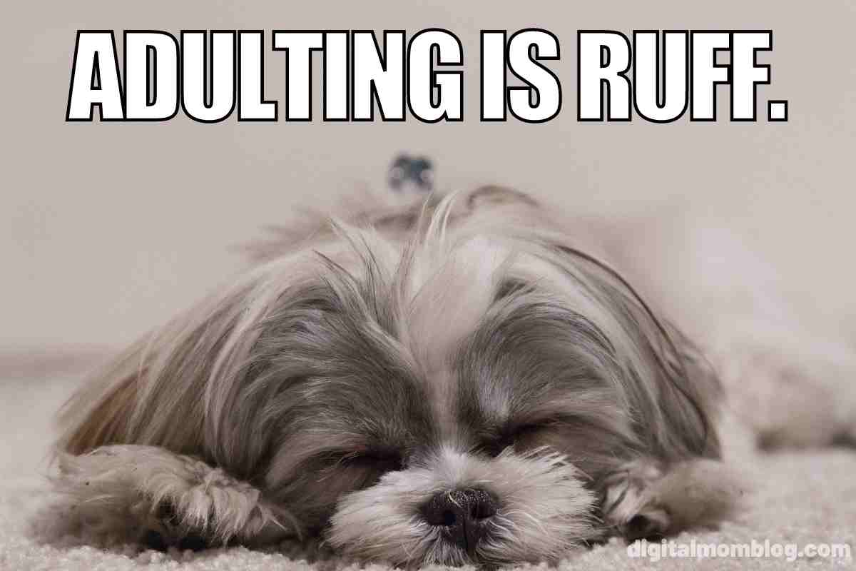 50 Funny Adulting Memes That Prove Growing Up Is Overrated