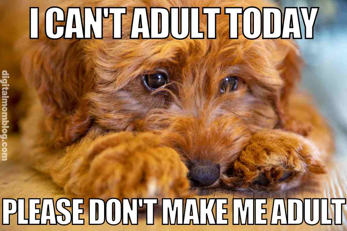 50 Funny Adulting Memes That Prove Growing Up Is Overrated