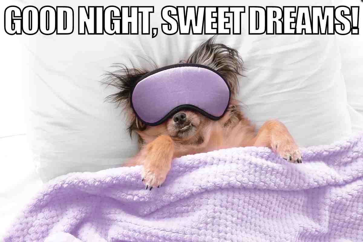 27 Best Goodnight Memes To Share Before Bedtime