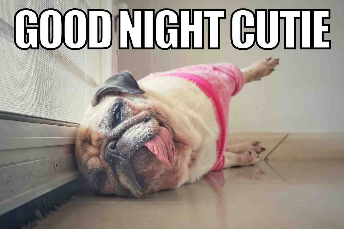 27 Best Goodnight Memes To Share Before Bedtime