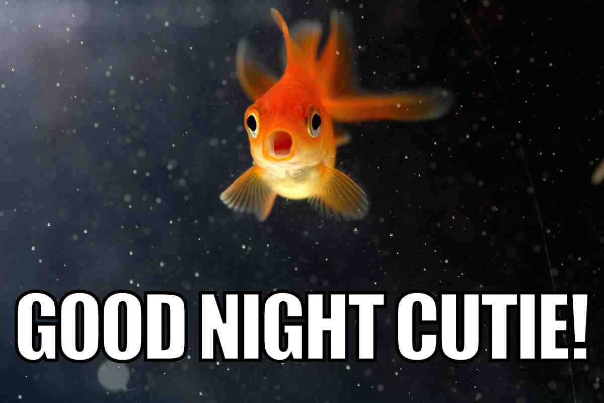 27 Best Goodnight Memes To Share Before Bedtime
