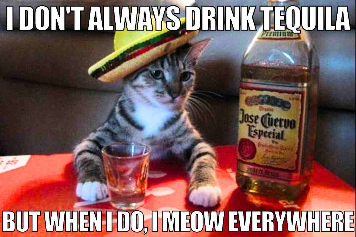 20 Hilarious Tequila Memes For Your Next Shot Of Humor