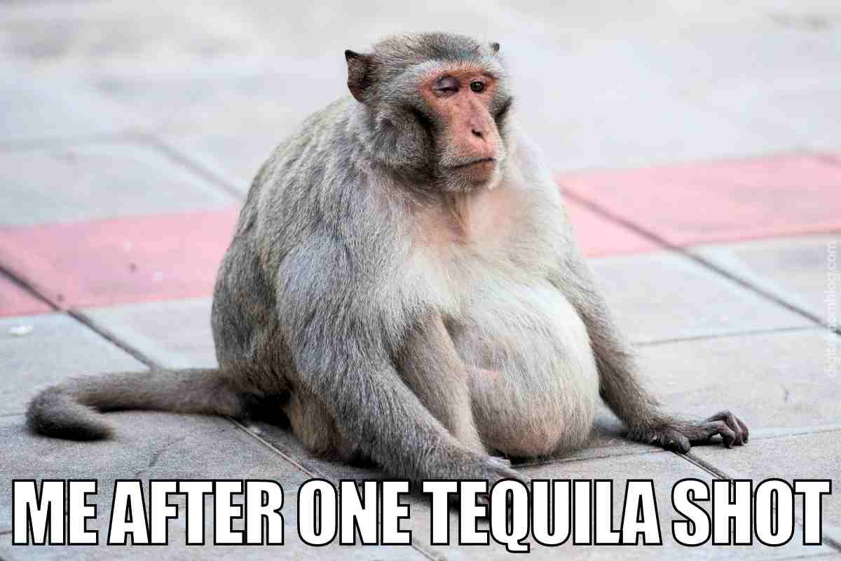 20 Hilarious Tequila Memes For Your Next Shot Of Humor