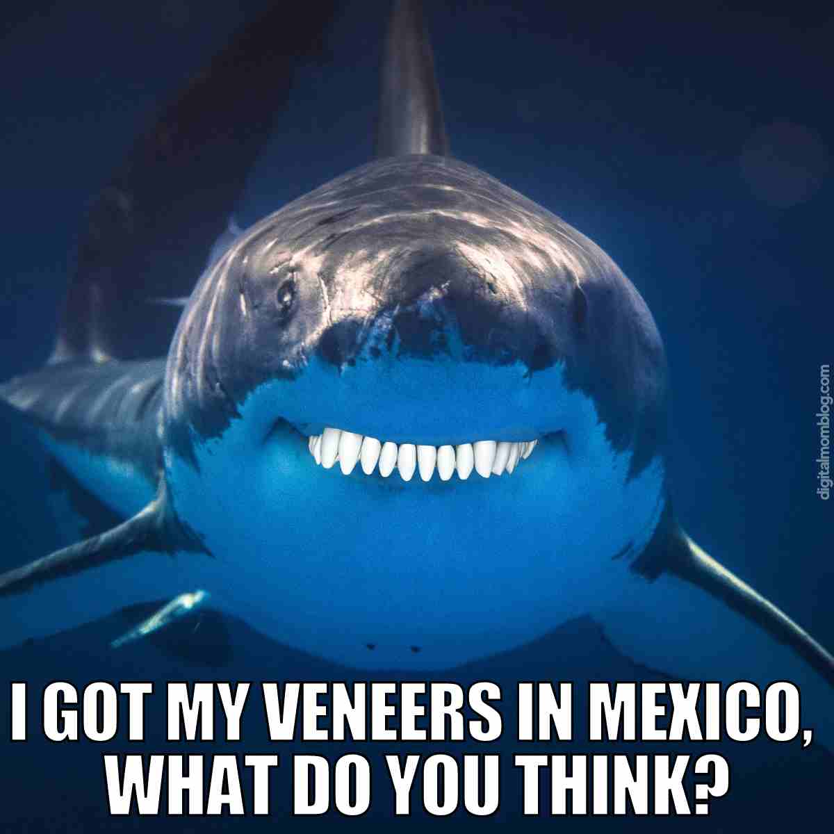 25 Funny Shark Memes To Sink Your Teeth Into