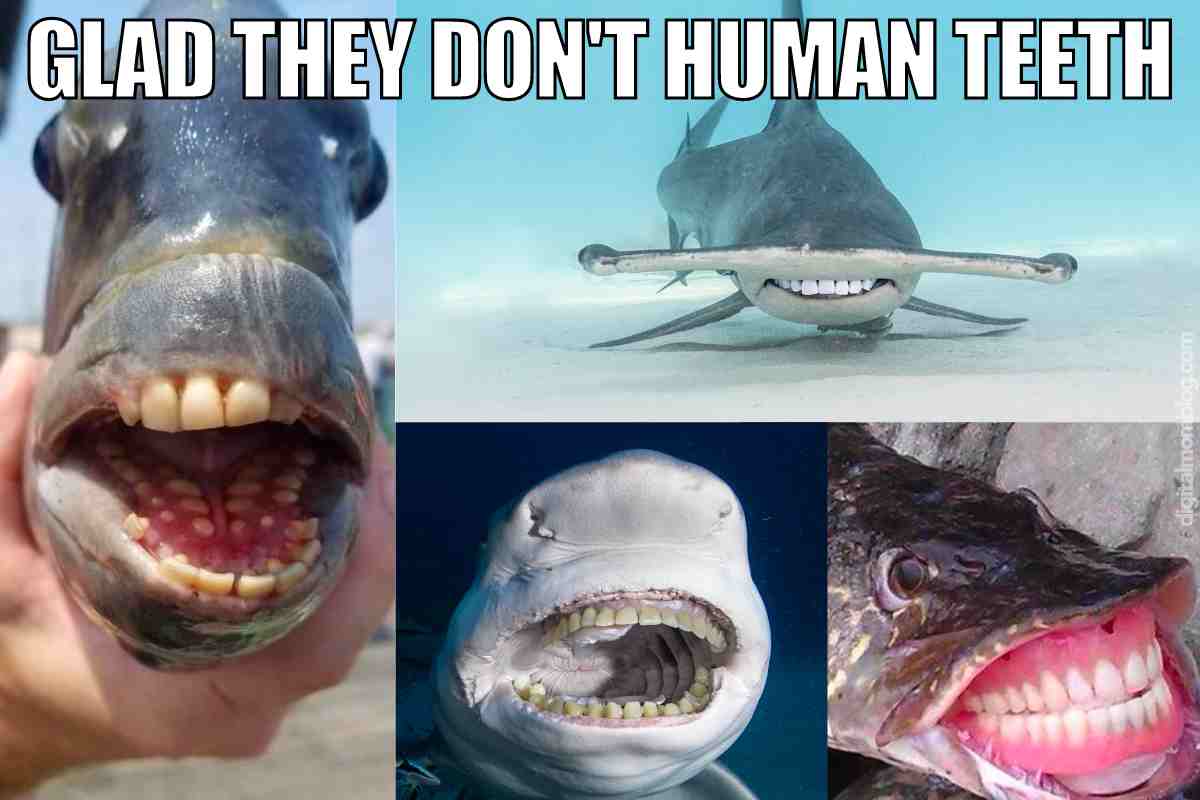 25 Funny Shark Memes To Sink Your Teeth Into