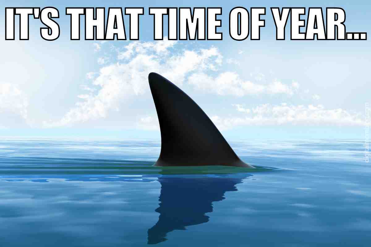 25 Funny Shark Memes To Sink Your Teeth Into