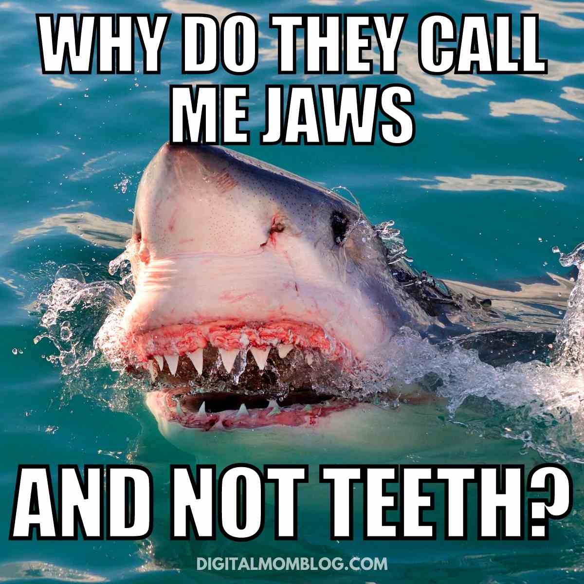 25 Funny Shark Memes To Sink Your Teeth Into
