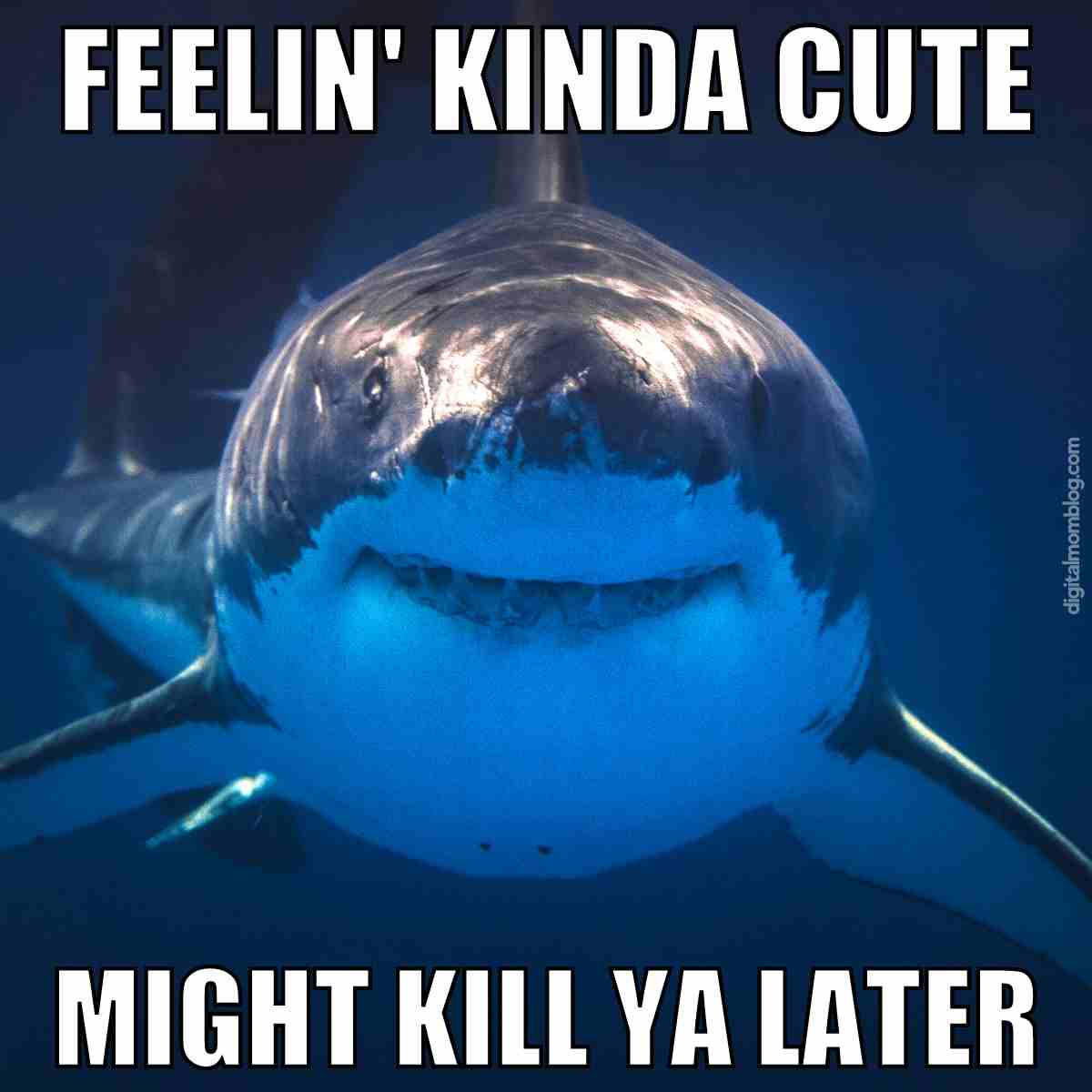 25 Funny Shark Memes To Sink Your Teeth Into
