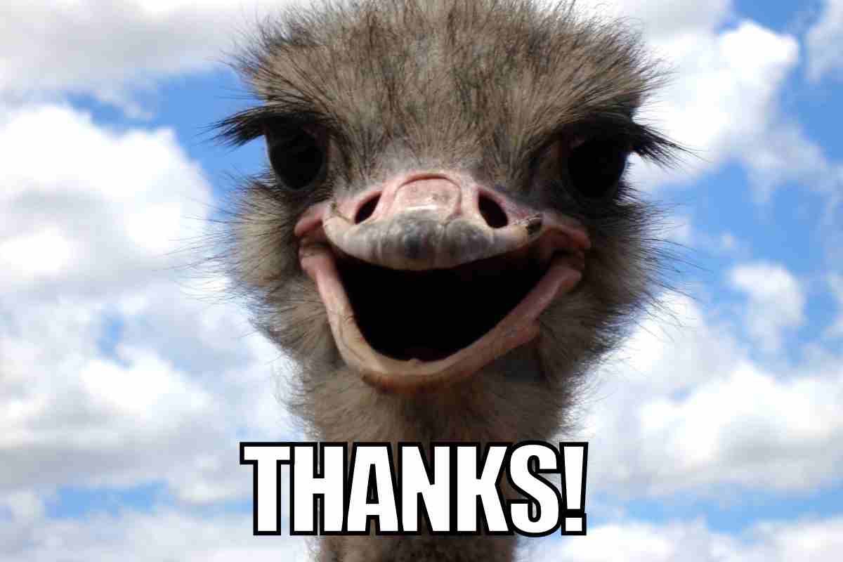 25 Thank You Memes That Speak Louder Than Sending A Card