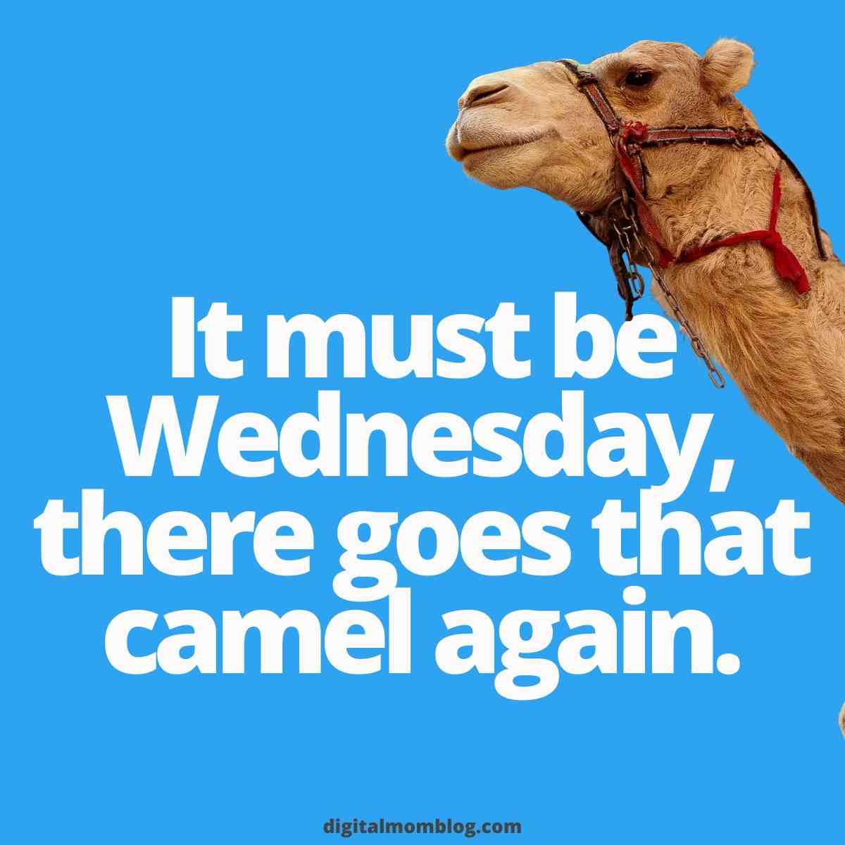 35 Awesome Wednesday Quotes To Help You Through Hump Day