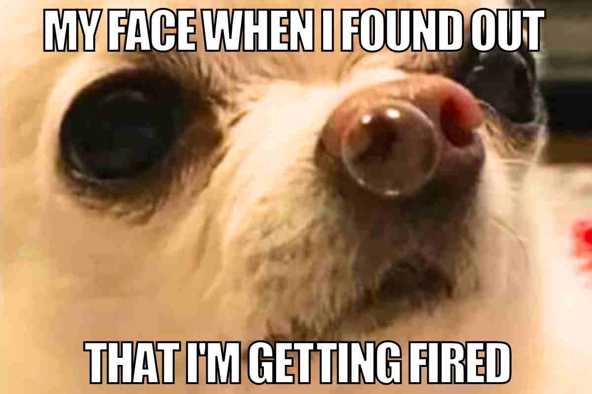 25 Best Unemployment Memes: Layoffs Quitting And Being Fired