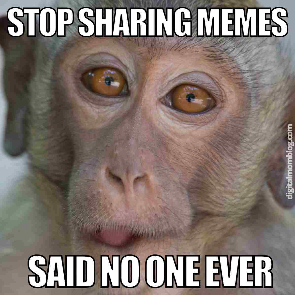 20 Hilarious Monkey Memes To Instantly Brighten Your Day