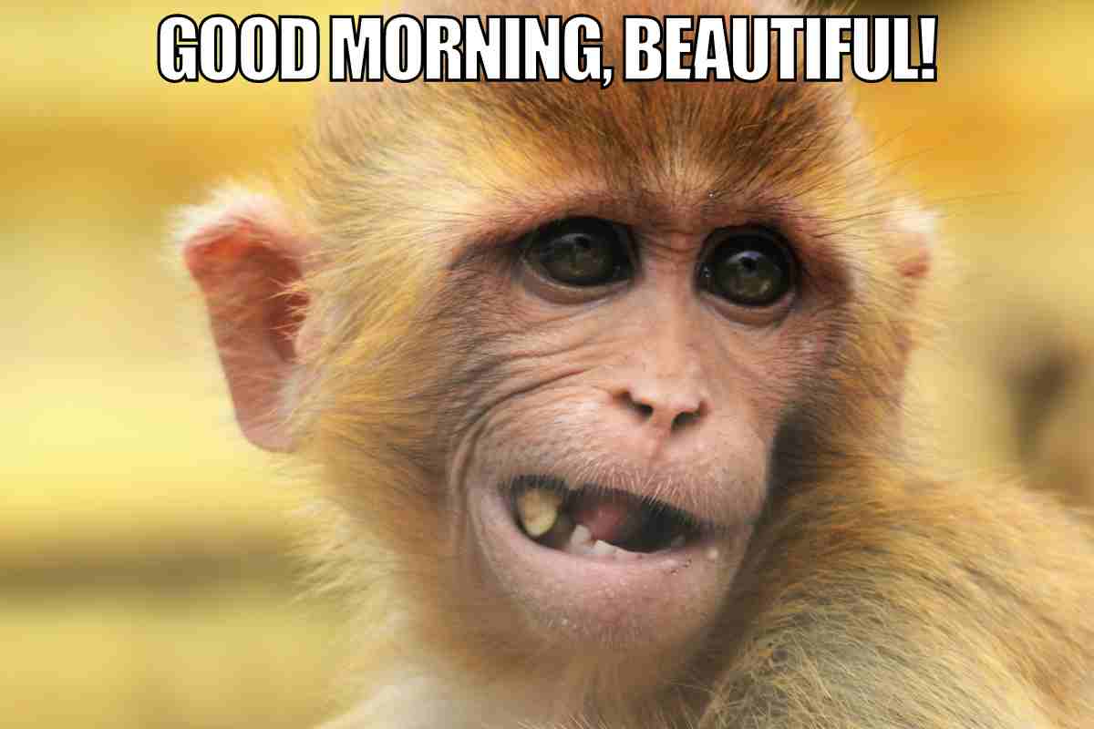 20 Hilarious Monkey Memes To Instantly Brighten Your Day