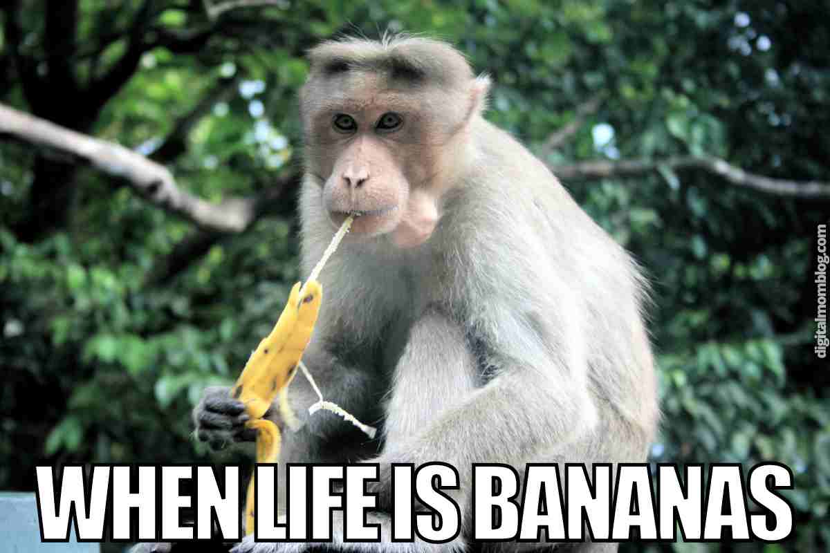20 Hilarious Monkey Memes To Instantly Brighten Your Day