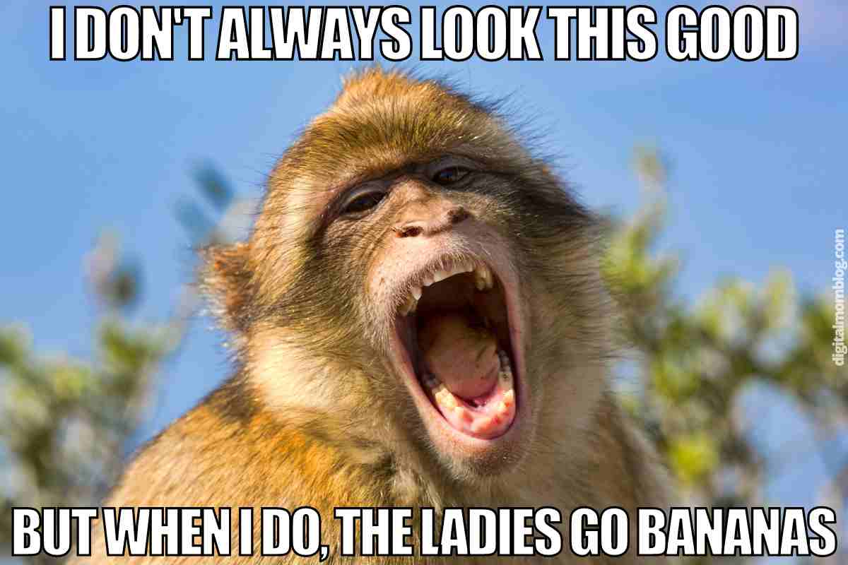 20 Hilarious Monkey Memes To Instantly Brighten Your Day