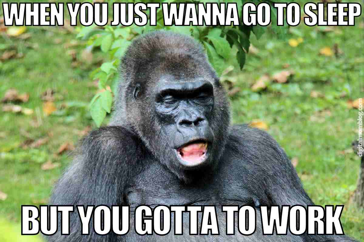 20 Hilarious Monkey Memes To Instantly Brighten Your Day