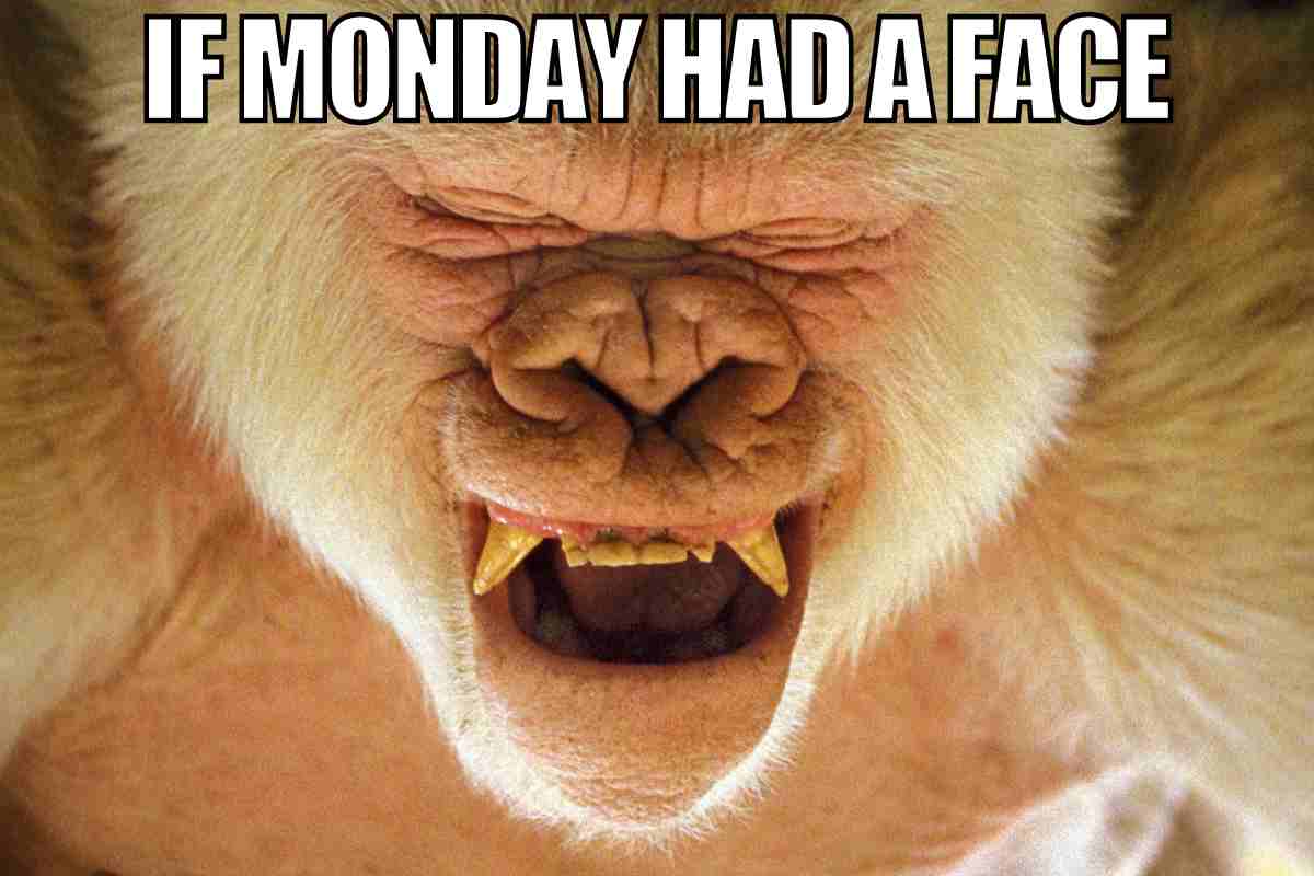 20 Hilarious Monkey Memes To Instantly Brighten Your Day