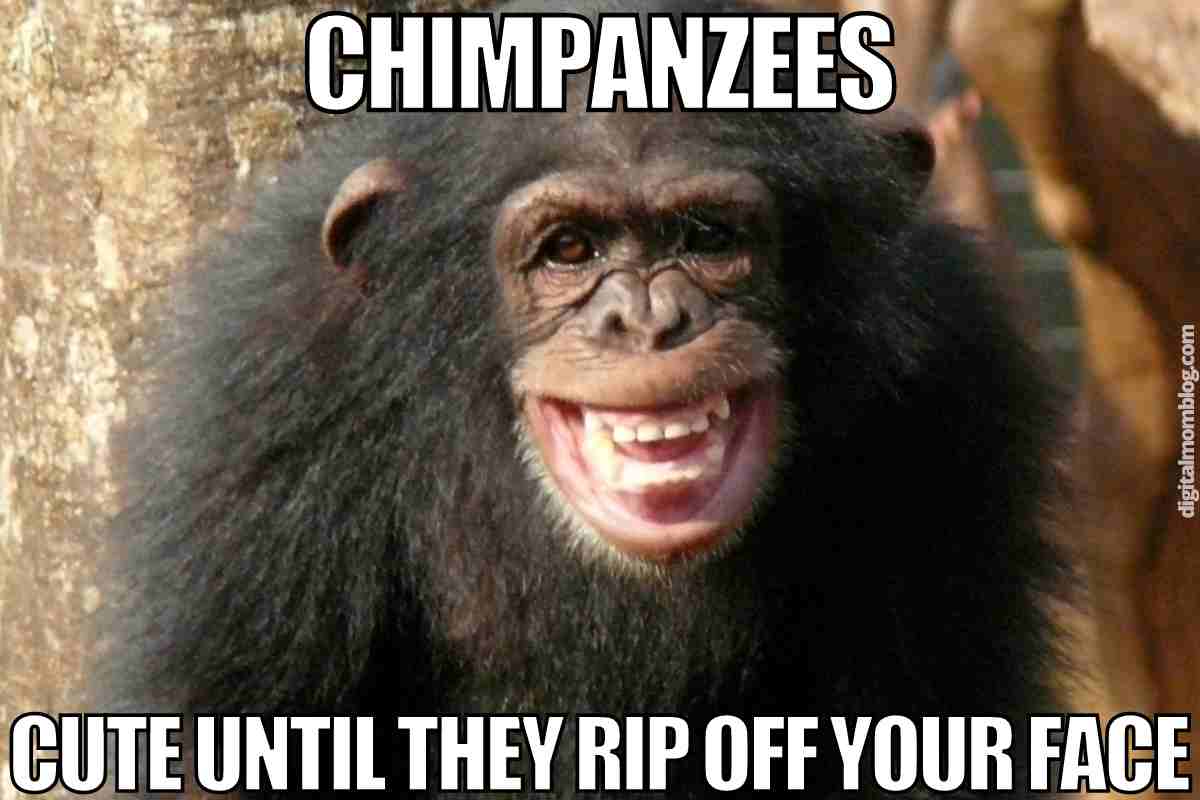 20 Hilarious Monkey Memes To Instantly Brighten Your Day